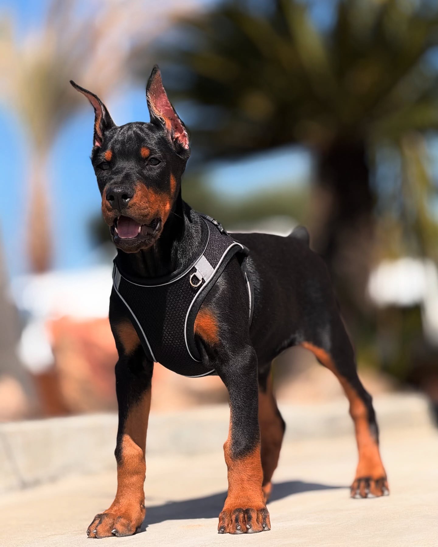 Zeus-Male - Buy Doberman puppies Online